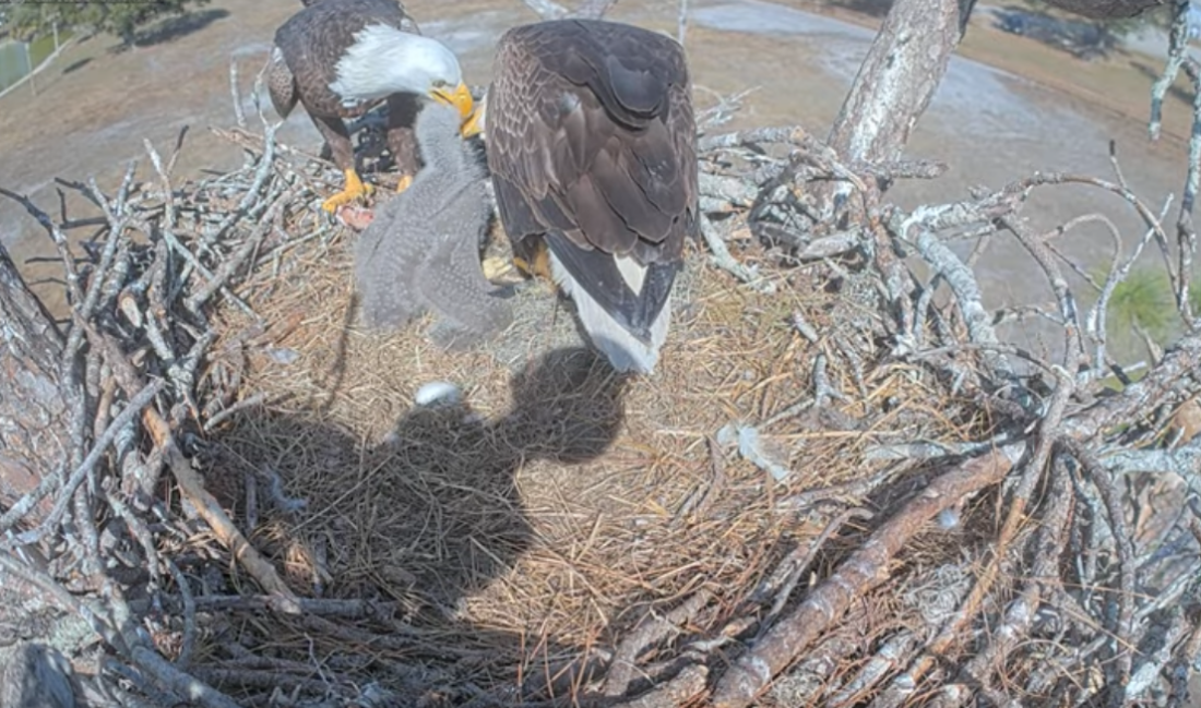 SWFL Eagle Cam’s female star, F23, presumed dead - SANIBEL-CAPTIVA ...